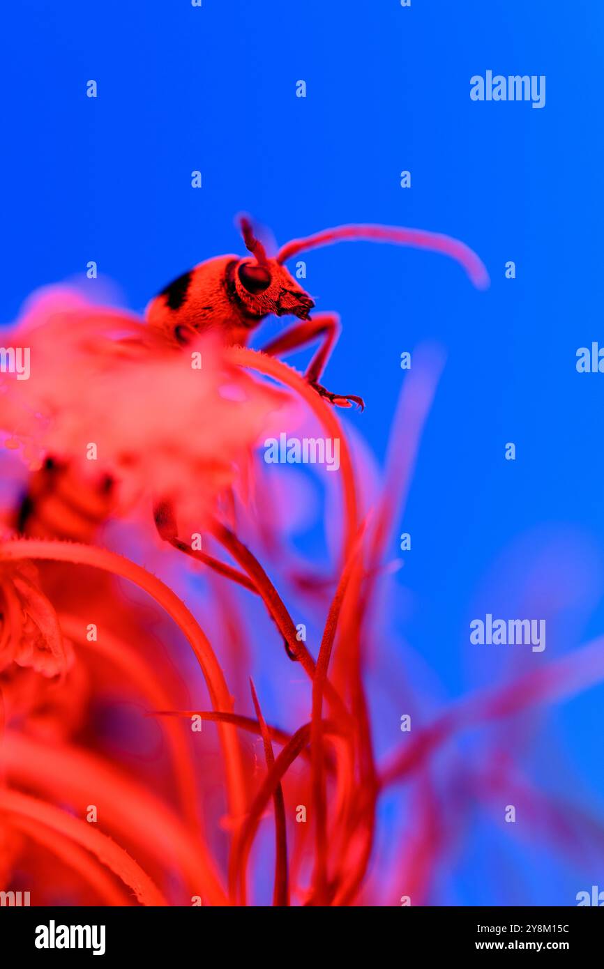 Red insect clinging to a red plant Stock Photo - Alamy