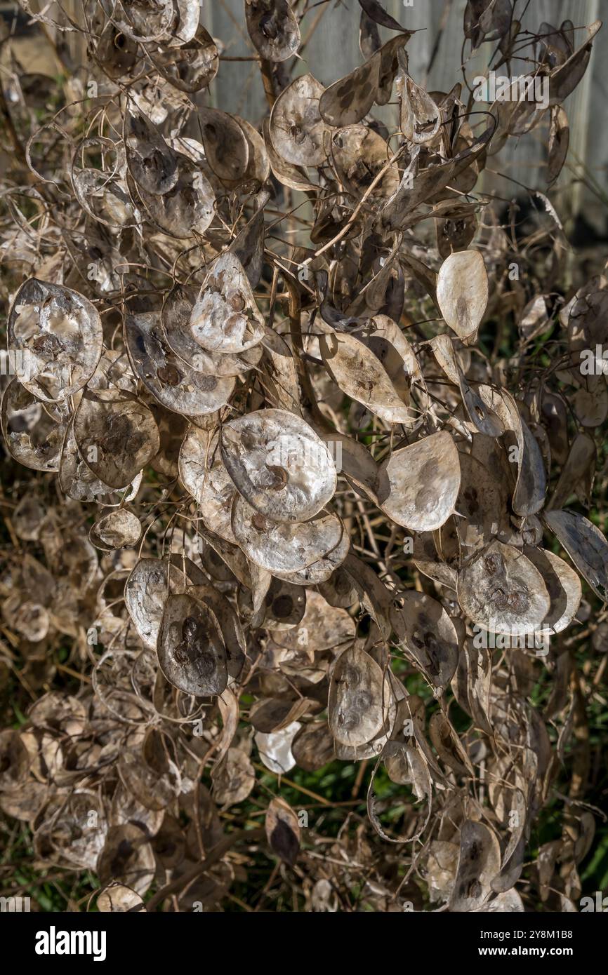 Translucent seed pods hi-res stock photography and images - Alamy