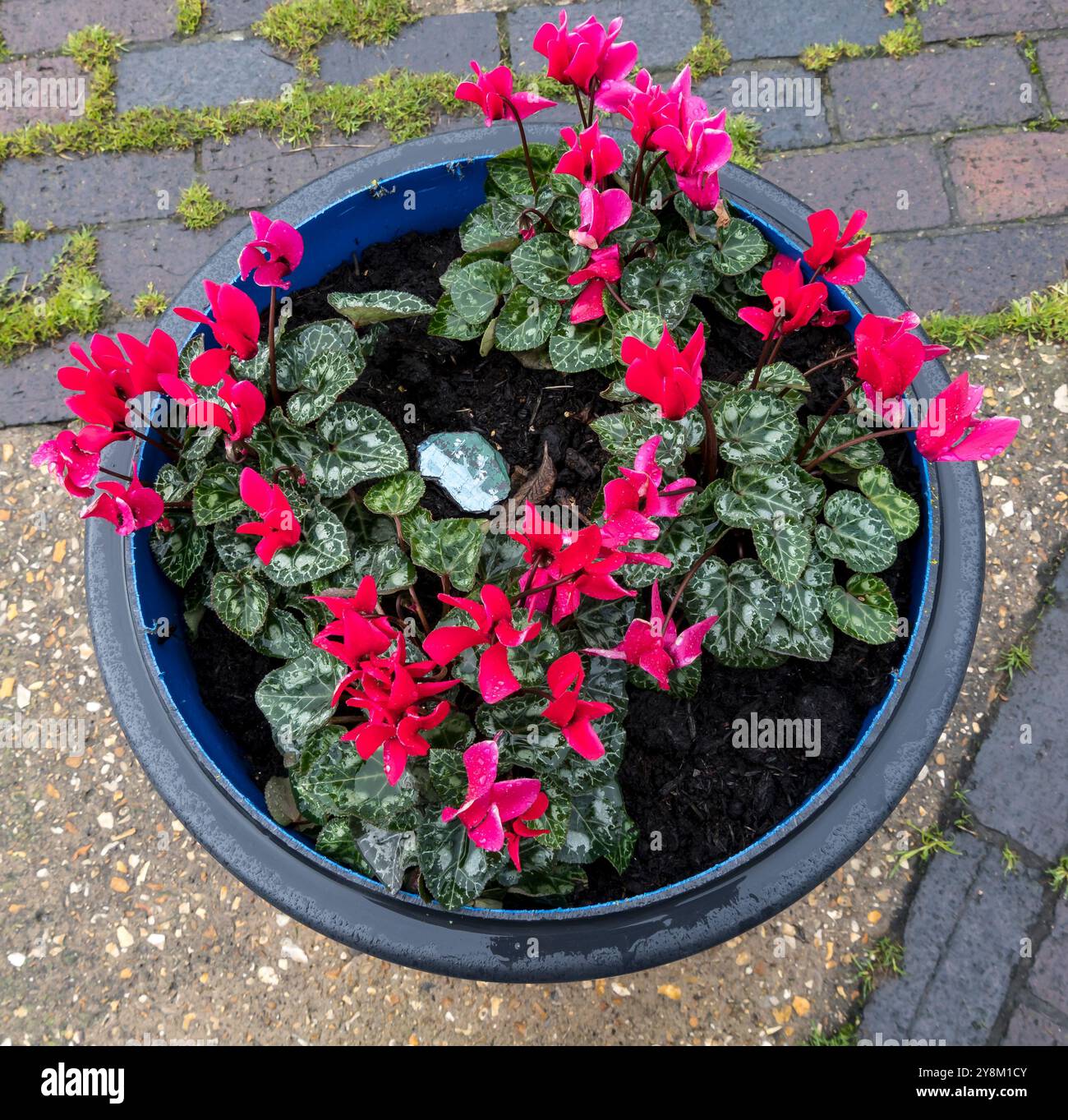 Spring cyclamen in pot, The Parade, Cherry Willingham, Lincoln ...