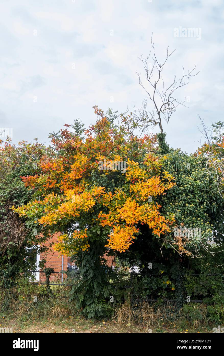 Trees in autumn leaf, Cherry Willingham, Lincoln, Lincolnshire, England ...