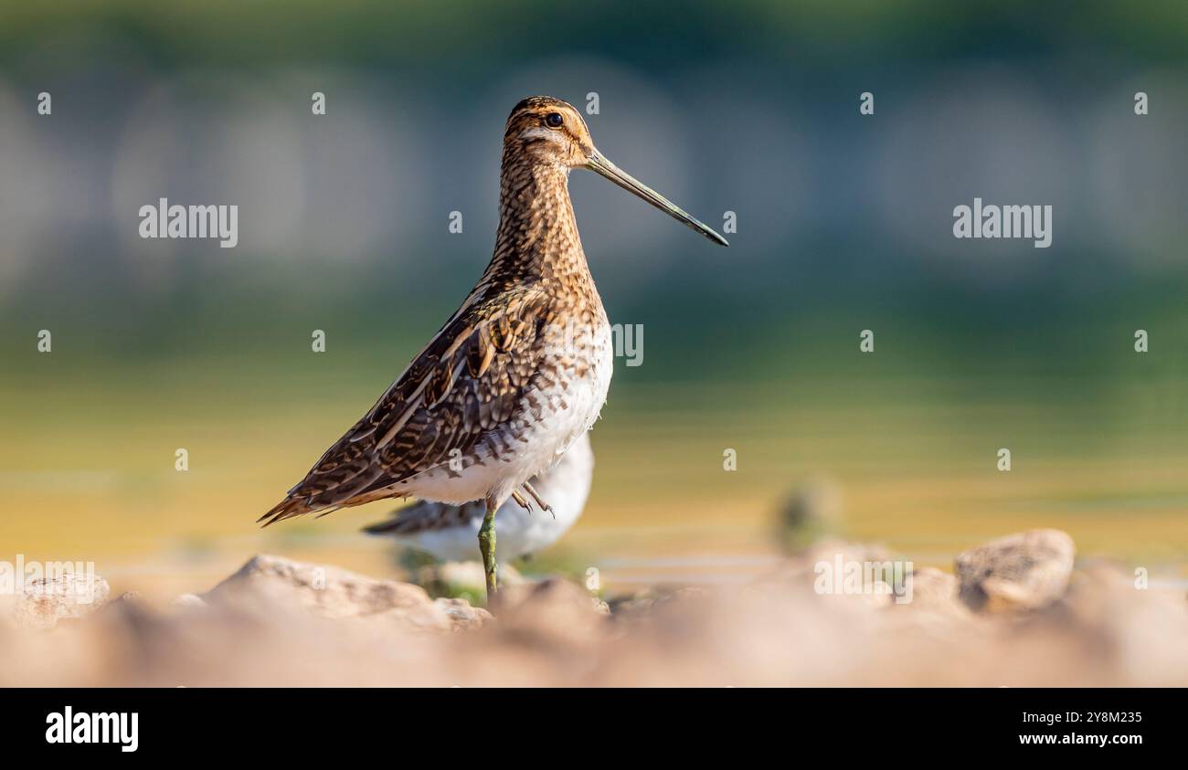 Common Snipe (Gallinago gallinago) is a bird that lives in wetlands and ...
