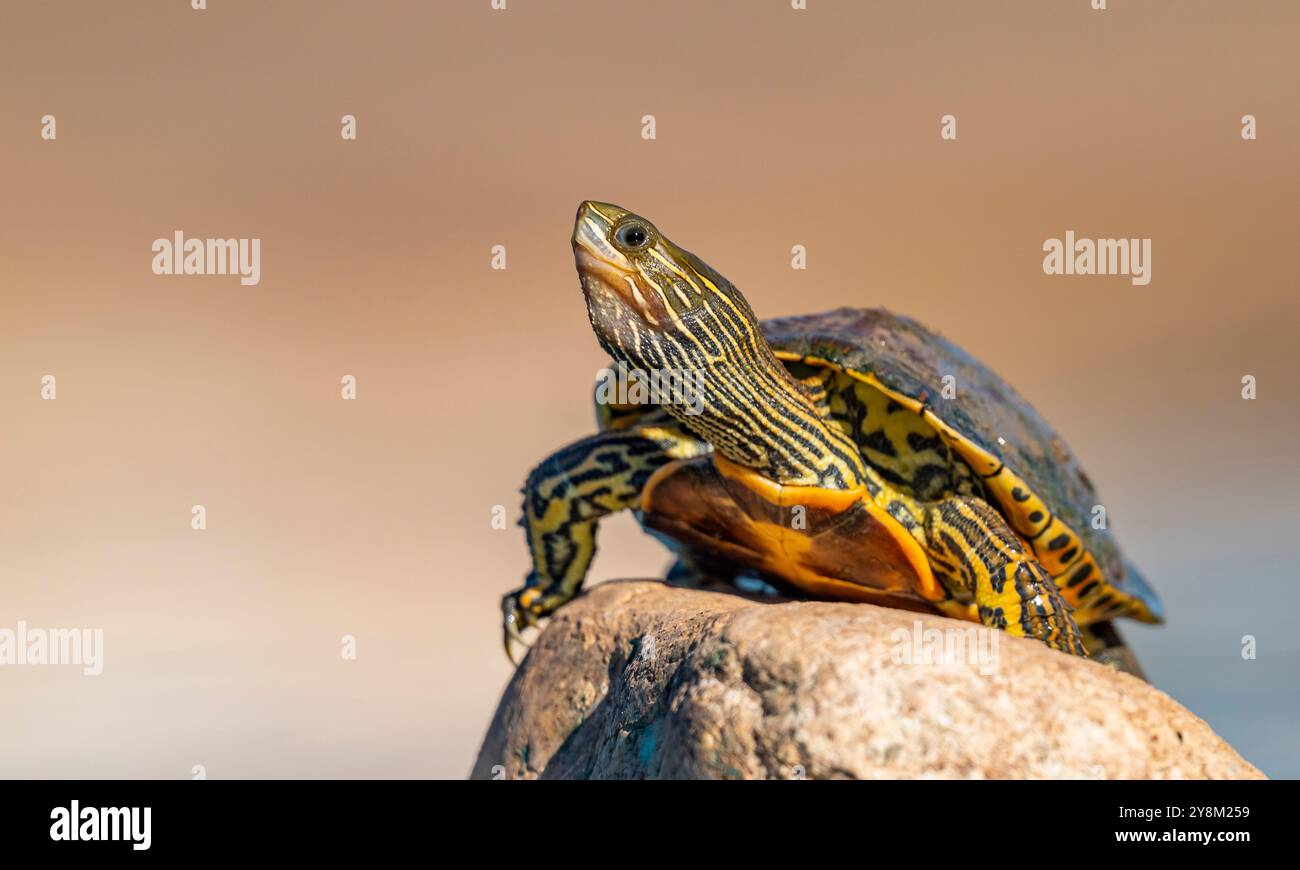 Many striped turtles hi-res stock photography and images - Alamy