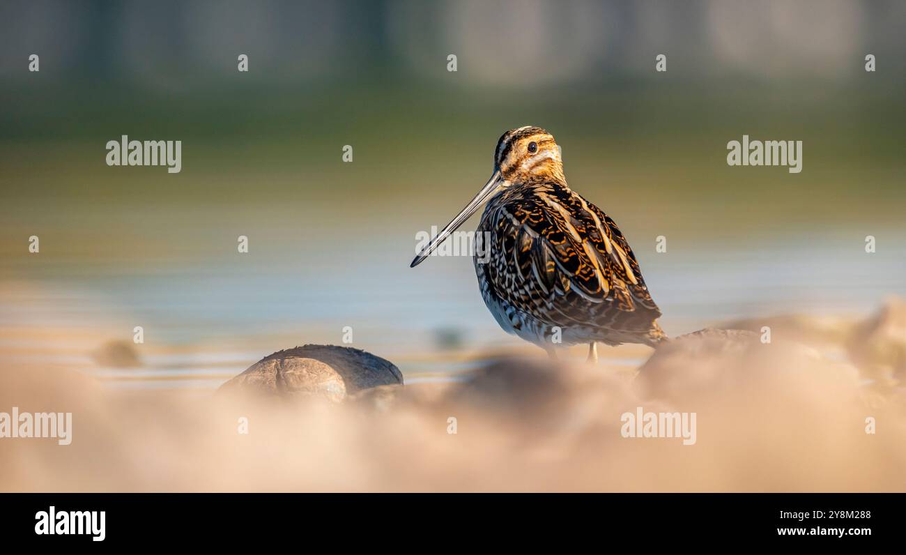 Common Snipe (Gallinago gallinago) is a bird that lives in wetlands and ...