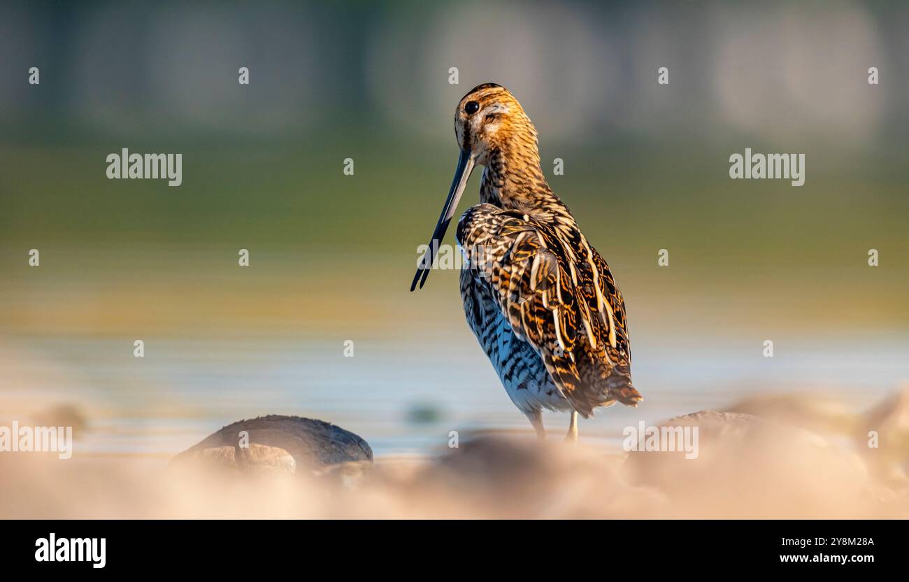 Common Snipe (Gallinago gallinago) is a bird that lives in wetlands and ...