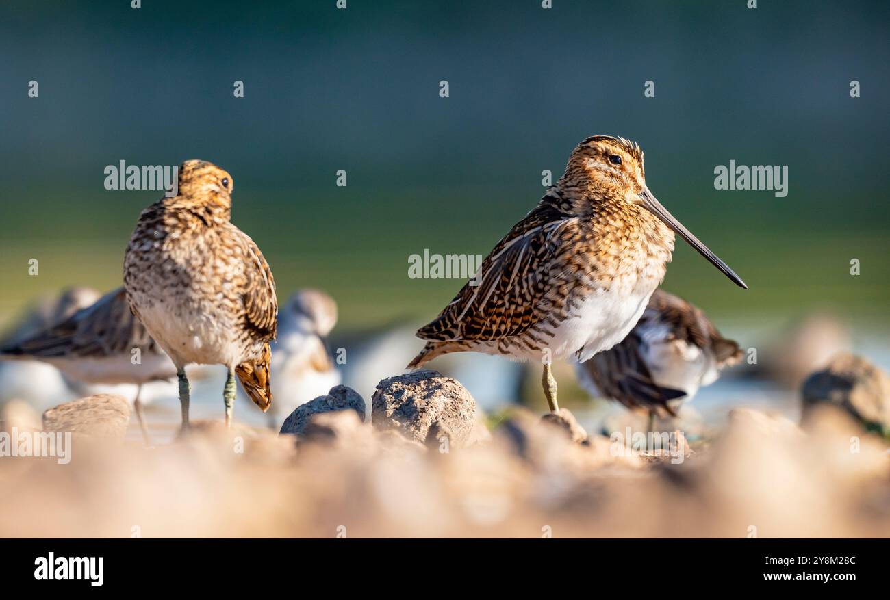 Common Snipe (Gallinago gallinago) is a bird that lives in wetlands and ...