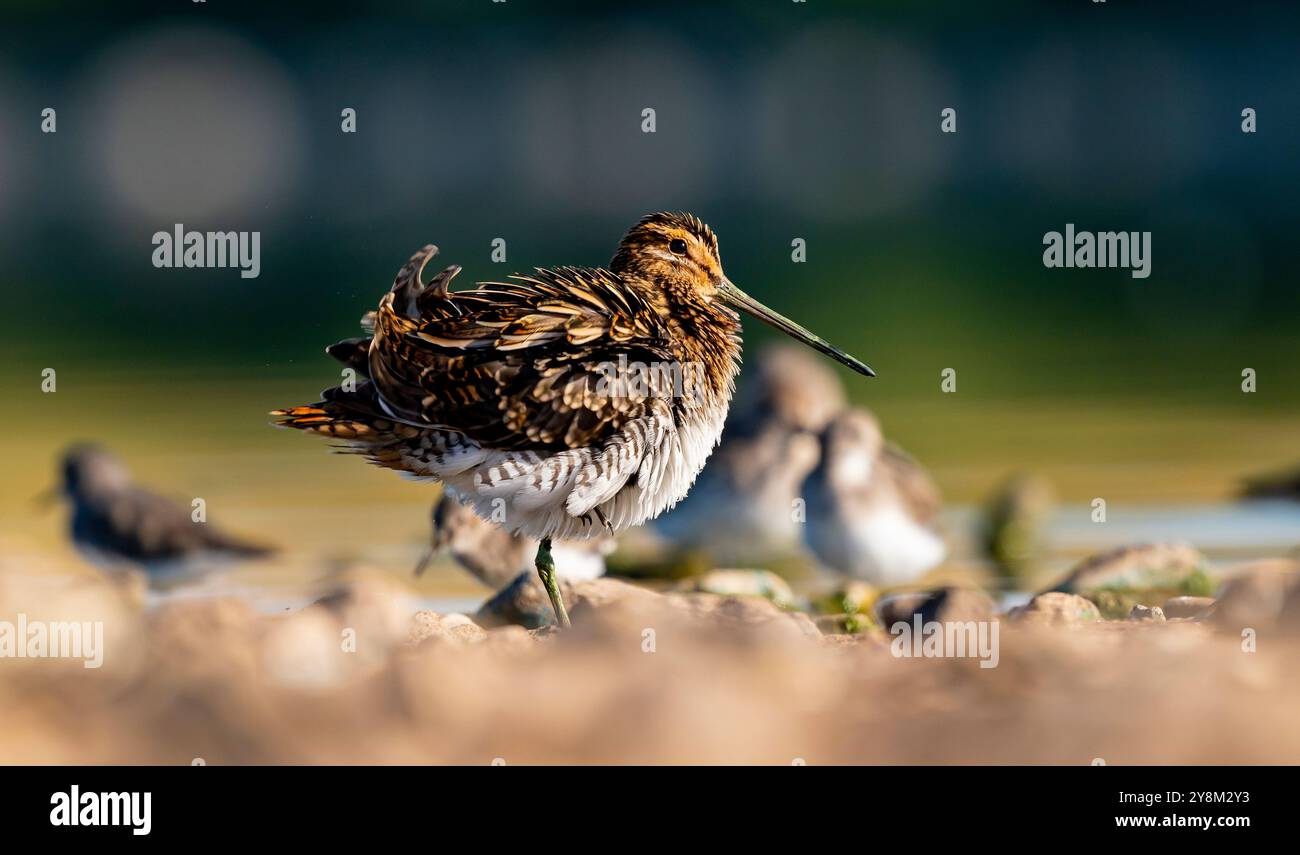 Common Snipe (Gallinago gallinago) is a bird that lives in wetlands and ...
