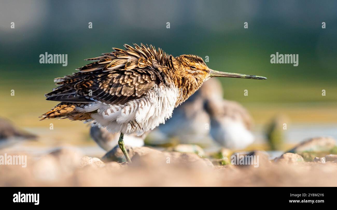 Common Snipe (Gallinago gallinago) is a bird that lives in wetlands and ...