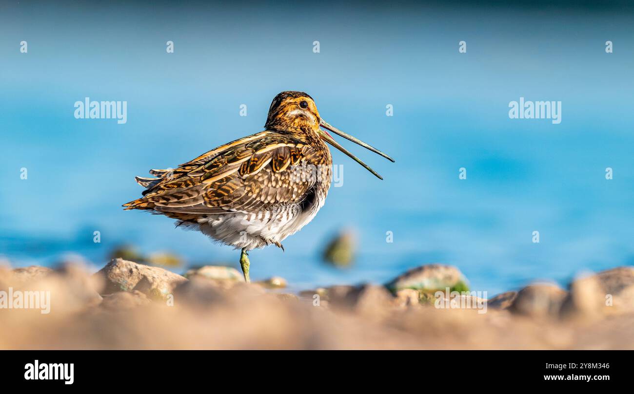 Common Snipe (Gallinago gallinago) is a bird that lives in wetlands and ...