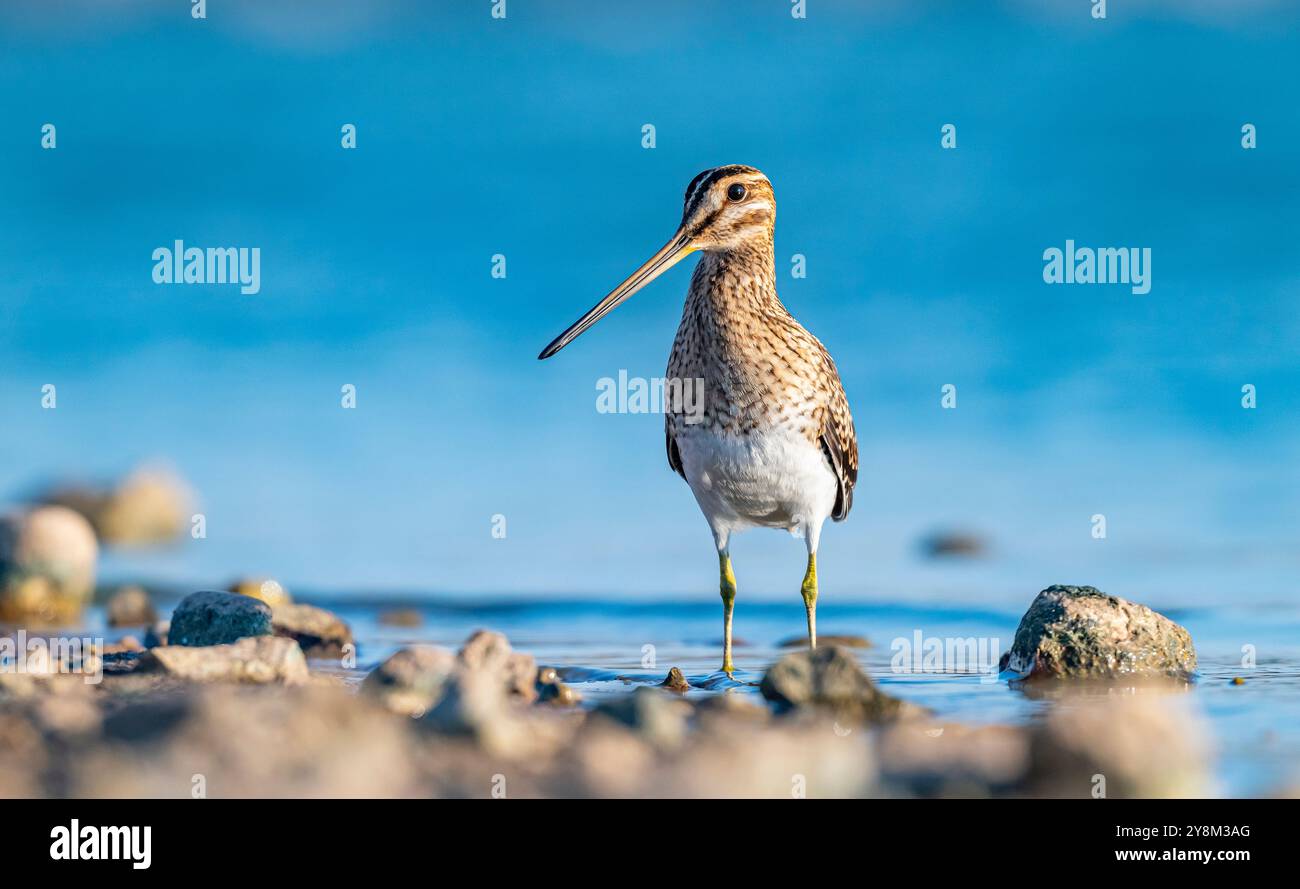 Common Snipe (Gallinago gallinago) is a bird that lives in wetlands and ...
