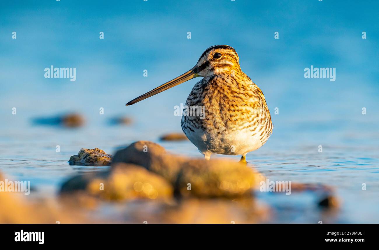 Common Snipe (Gallinago gallinago) is a bird that lives in wetlands and ...