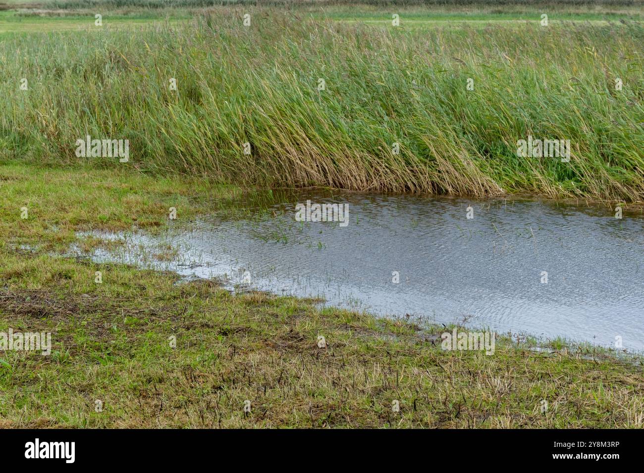 wet meadow landscape behind the north sea dunes Stock Photo - Alamy