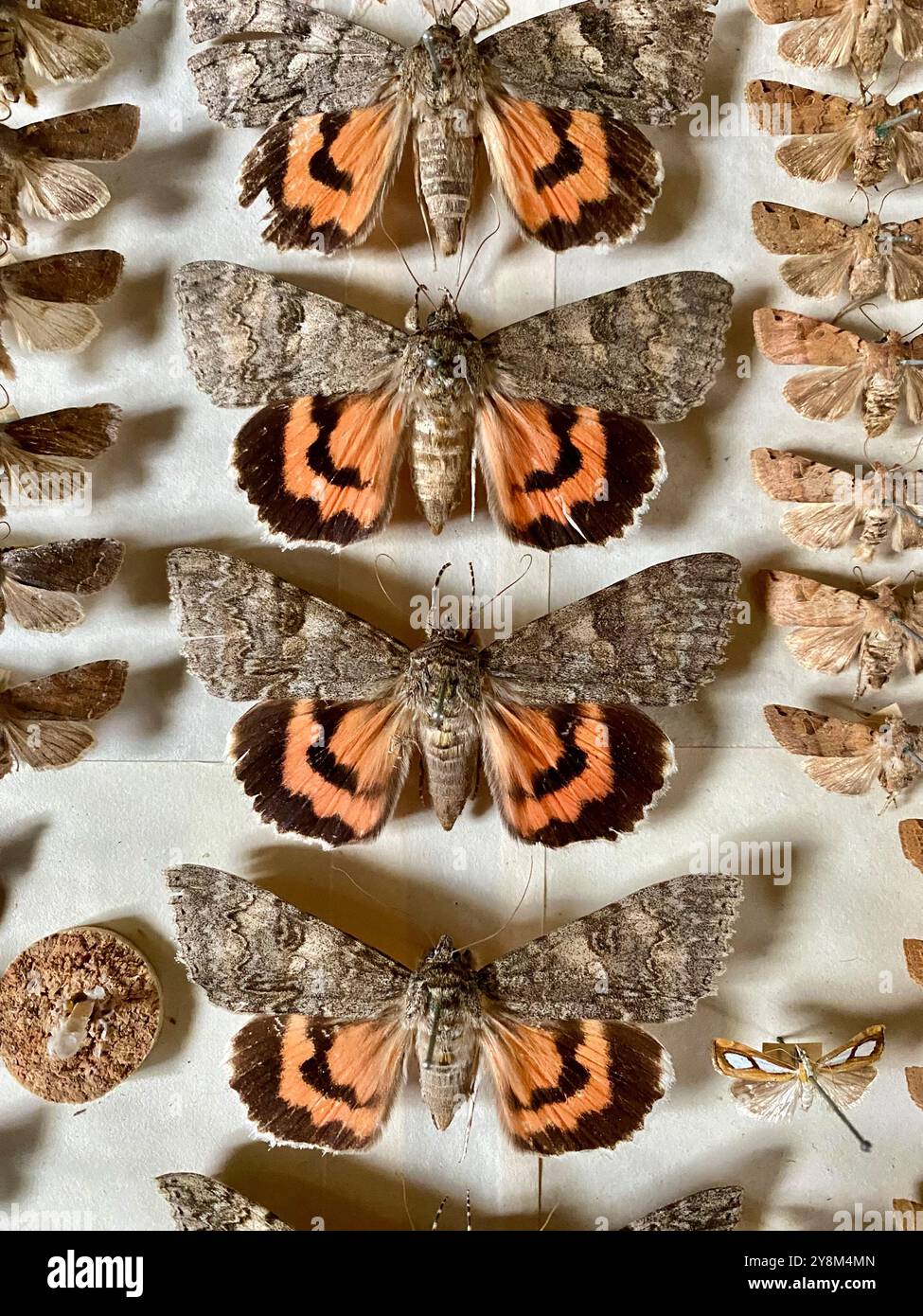 Mounted Moth taxidermy collection Stock Photo - Alamy