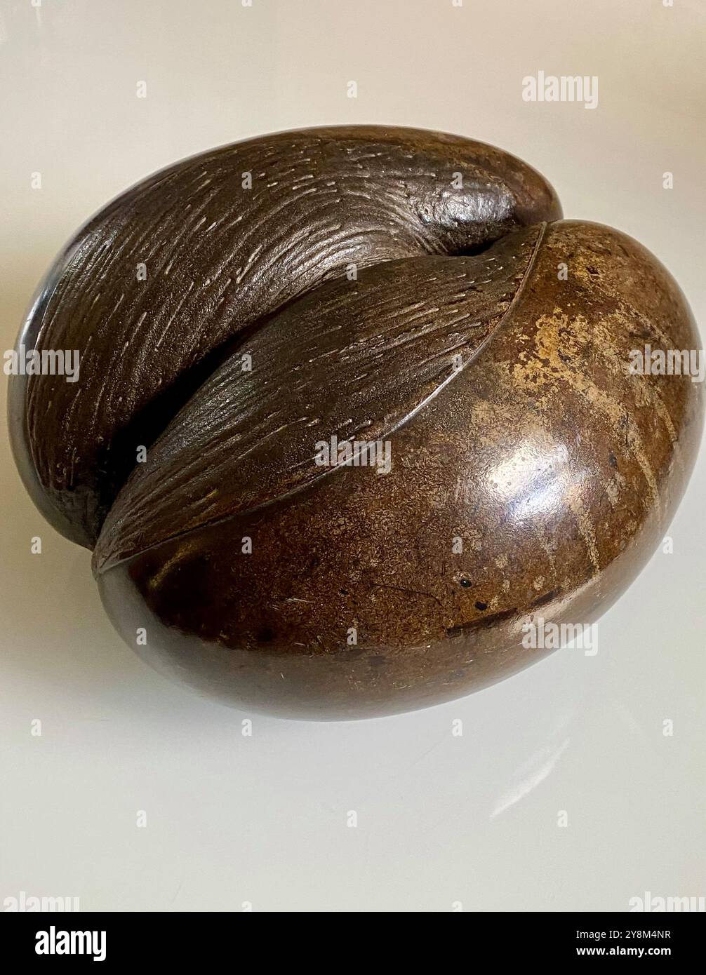Coco de mer seed pod hi-res stock photography and images - Alamy