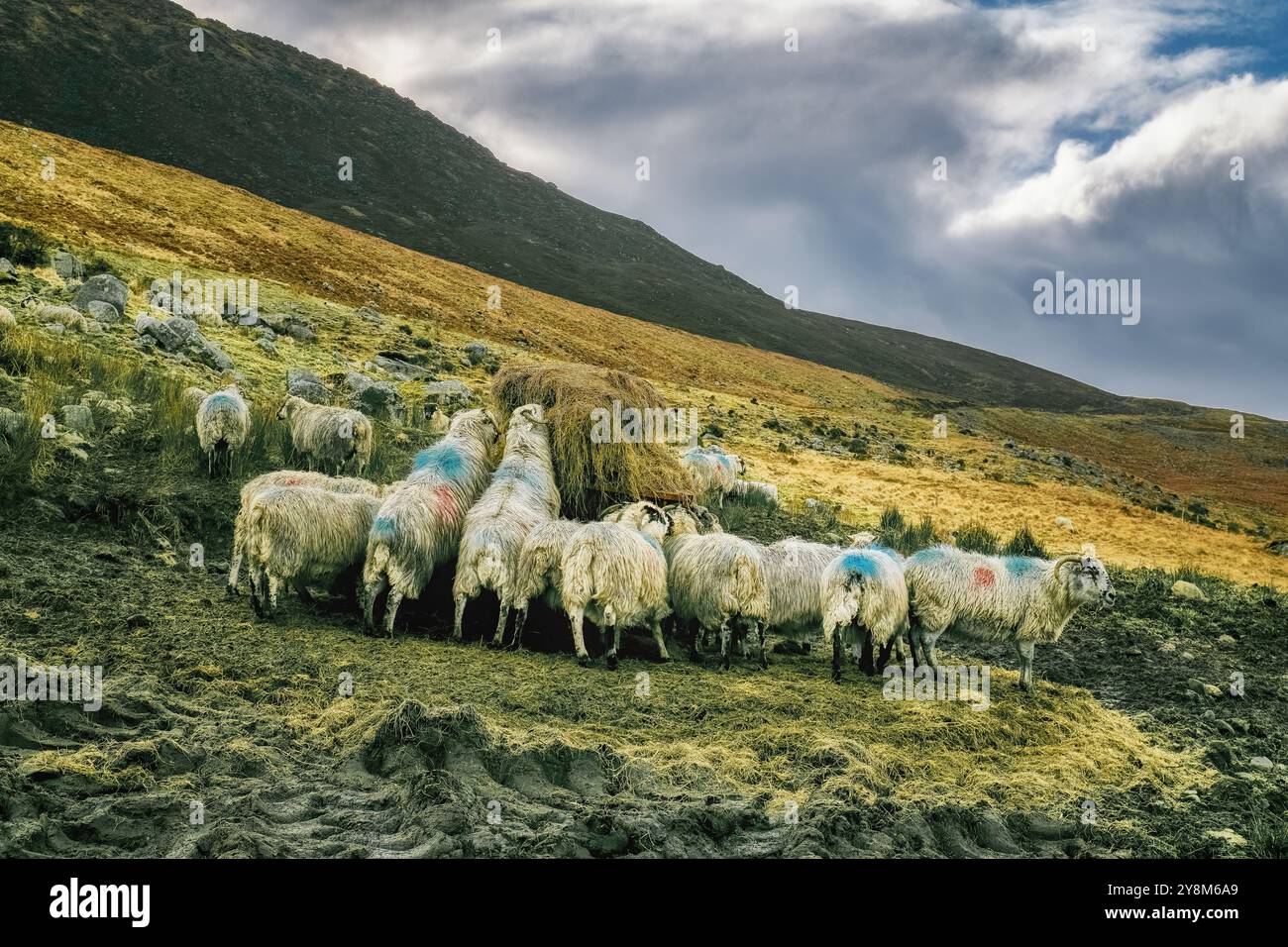 A flock of sheep are gathered around a bale of hay on a hillside. The ...
