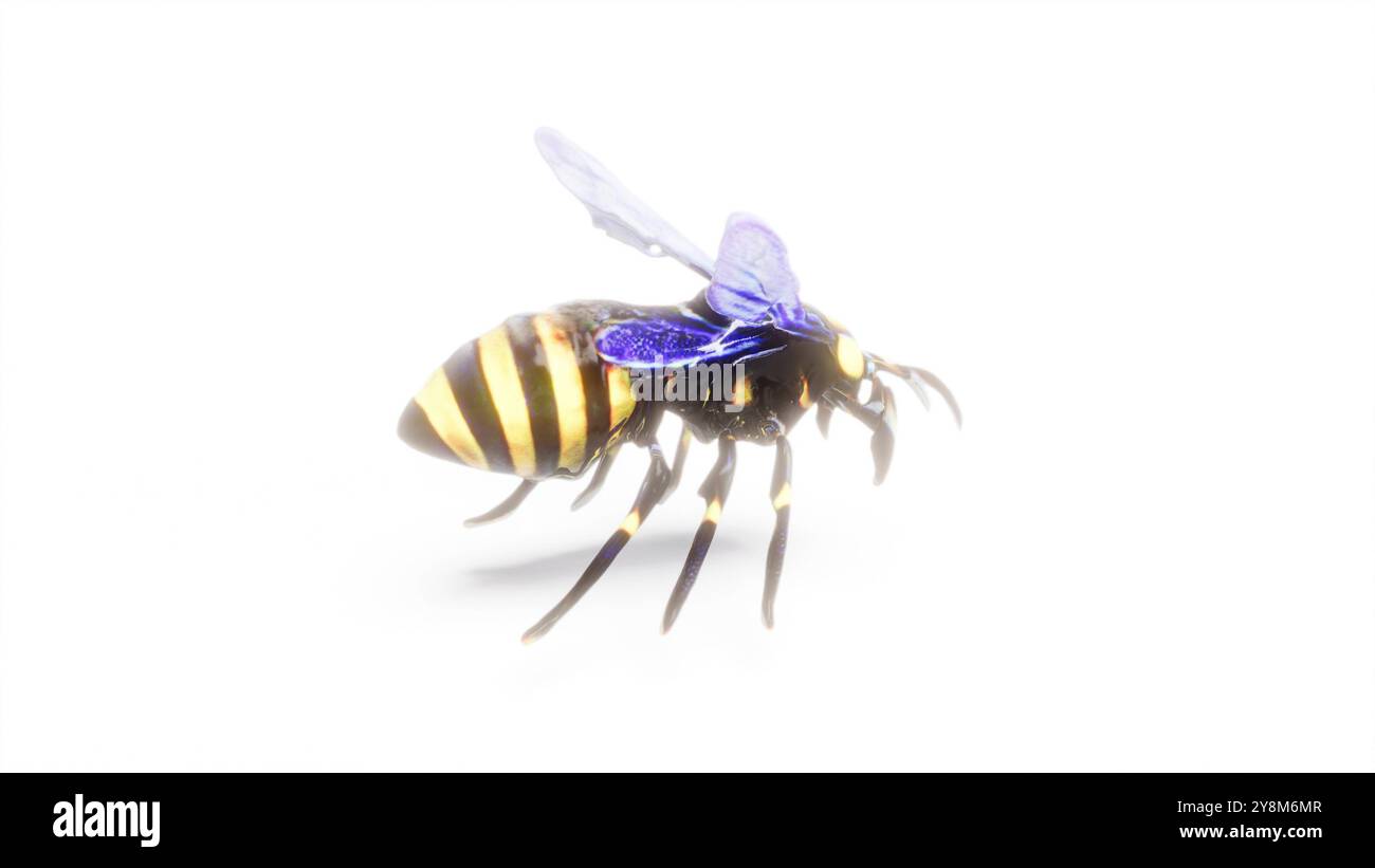 3D bee rotate on white bg 3d render Stock Photo - Alamy