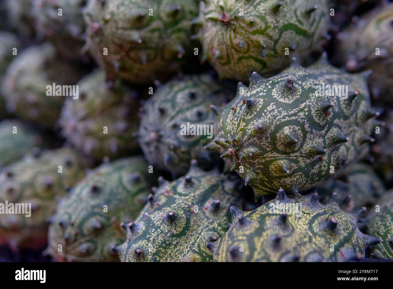 A bunch of green fruits Саурсоп with spikes on them. The fruits are ...