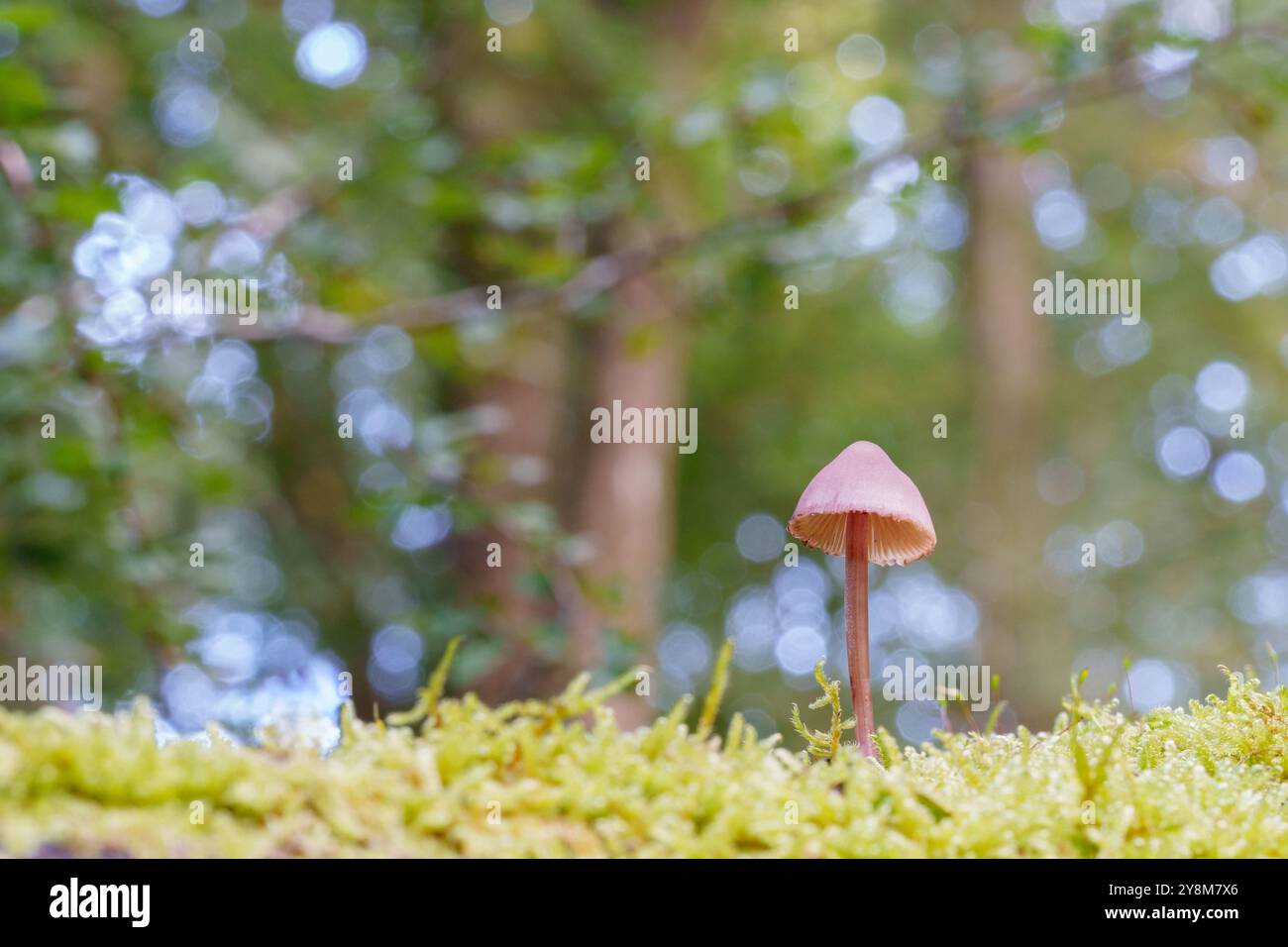 single tiny mushroom Stock Photo - Alamy