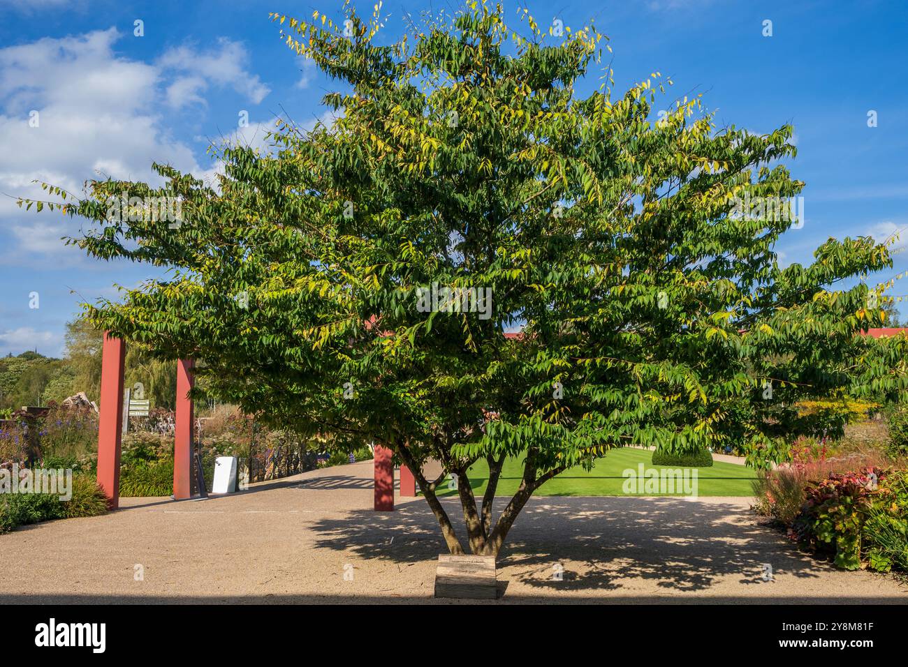 Zelkova serrata tree. Japanese zelkova. RHS Bridgewater Garden Worsley ...