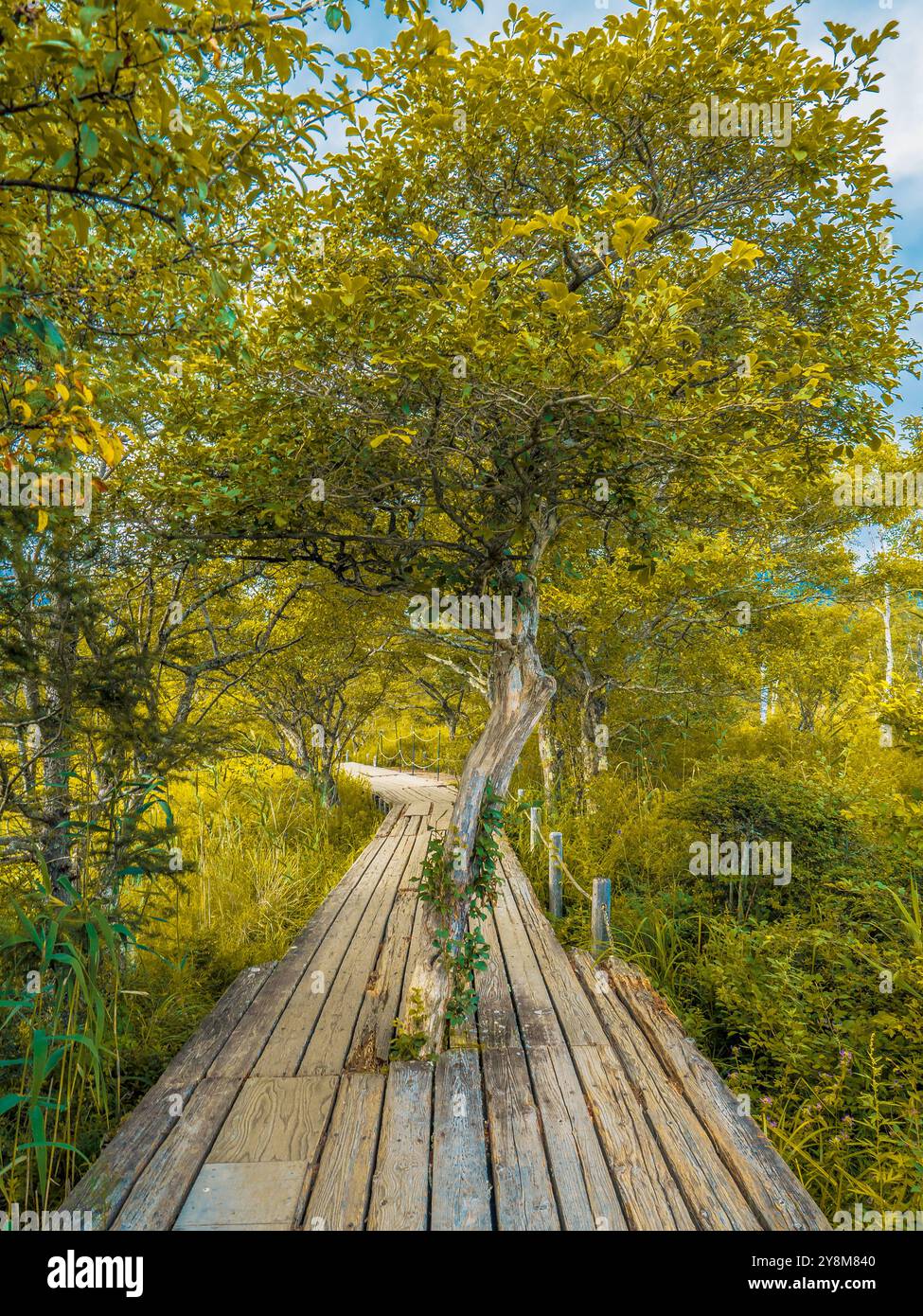Wooden hiking trail at Senjogahara Marshland, Nikko Stock Photo - Alamy