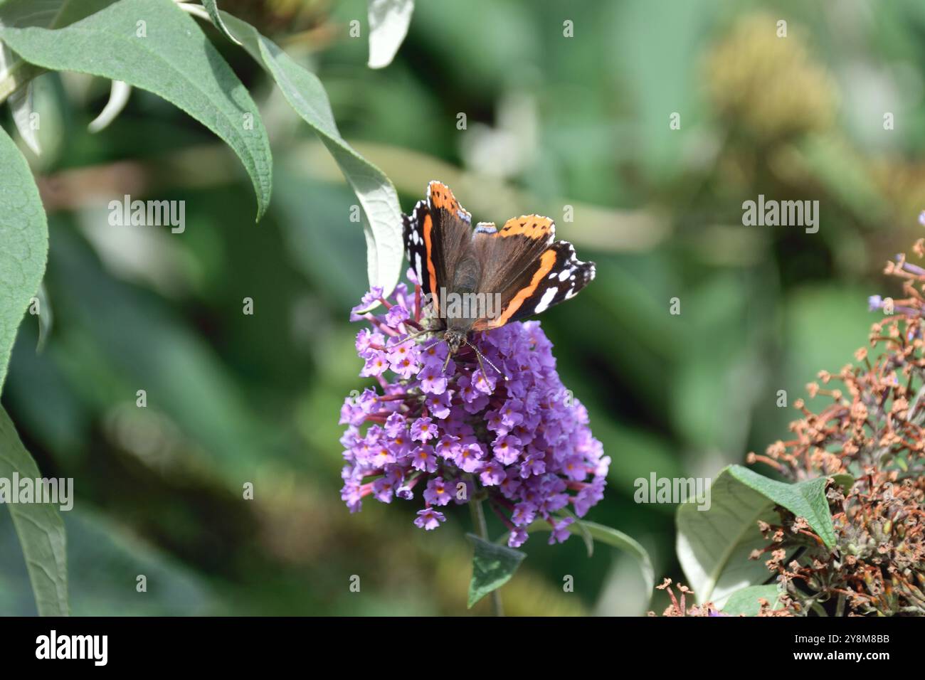 A Red Admiral butterfly on a Buddleja (Butterfly bush) seen on the ...