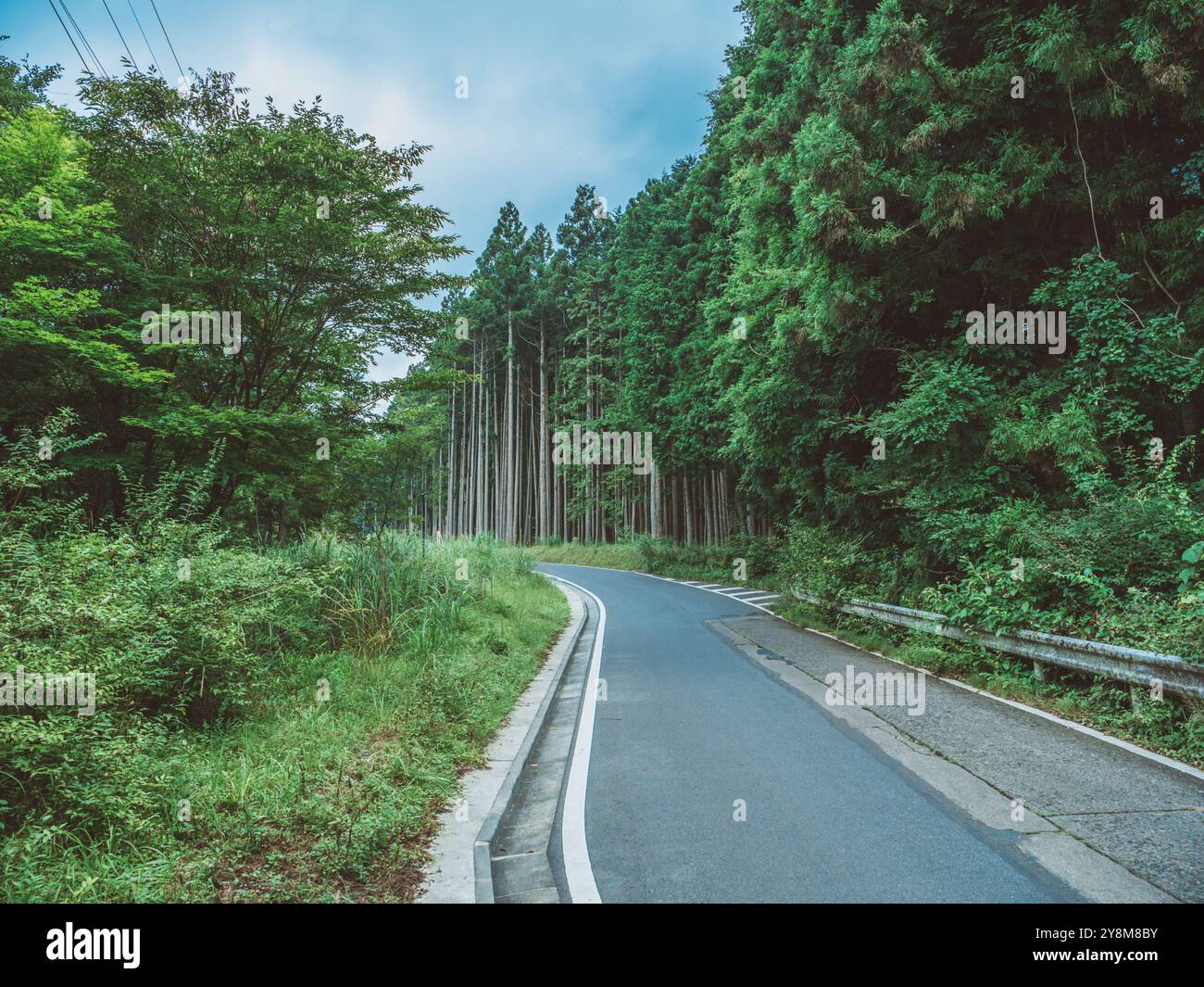 Rural country road through forest in Nikko, Japan Stock Photo - Alamy