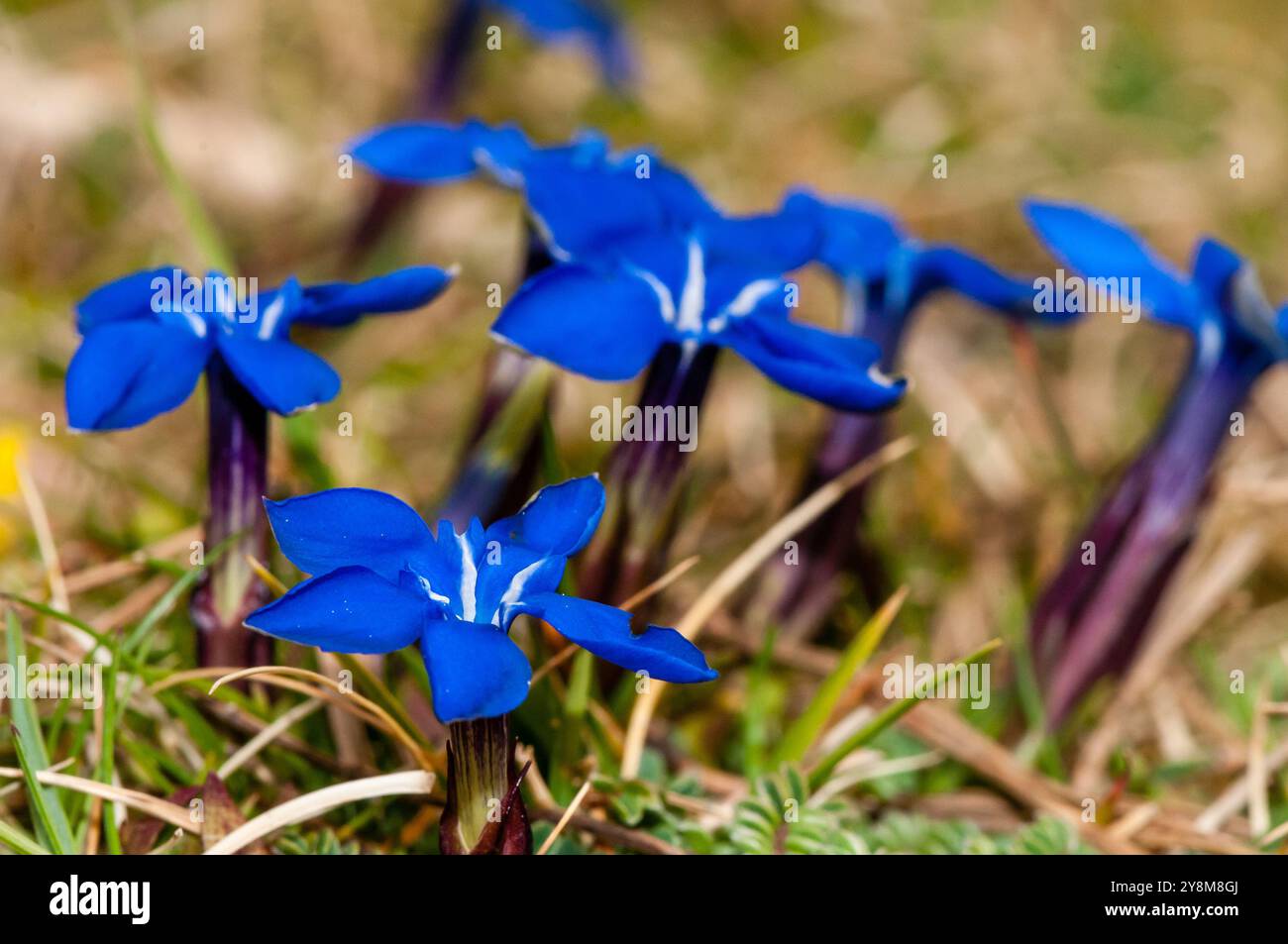 spring gentian, Gentiana verna, Berga, Catalonia, Spain Stock Photo - Alamy