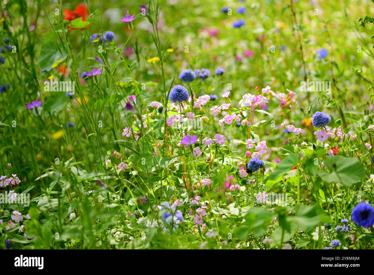 A wildflower display at Paignton Zoo Stock Photo - Alamy