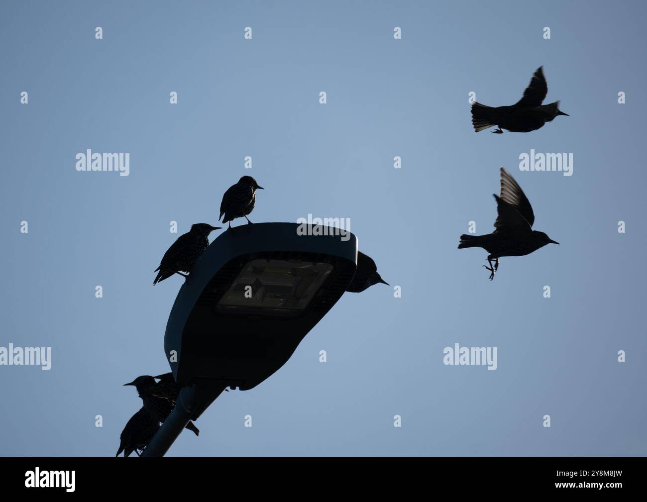 Flying birds starlings hi-res stock photography and images - Alamy