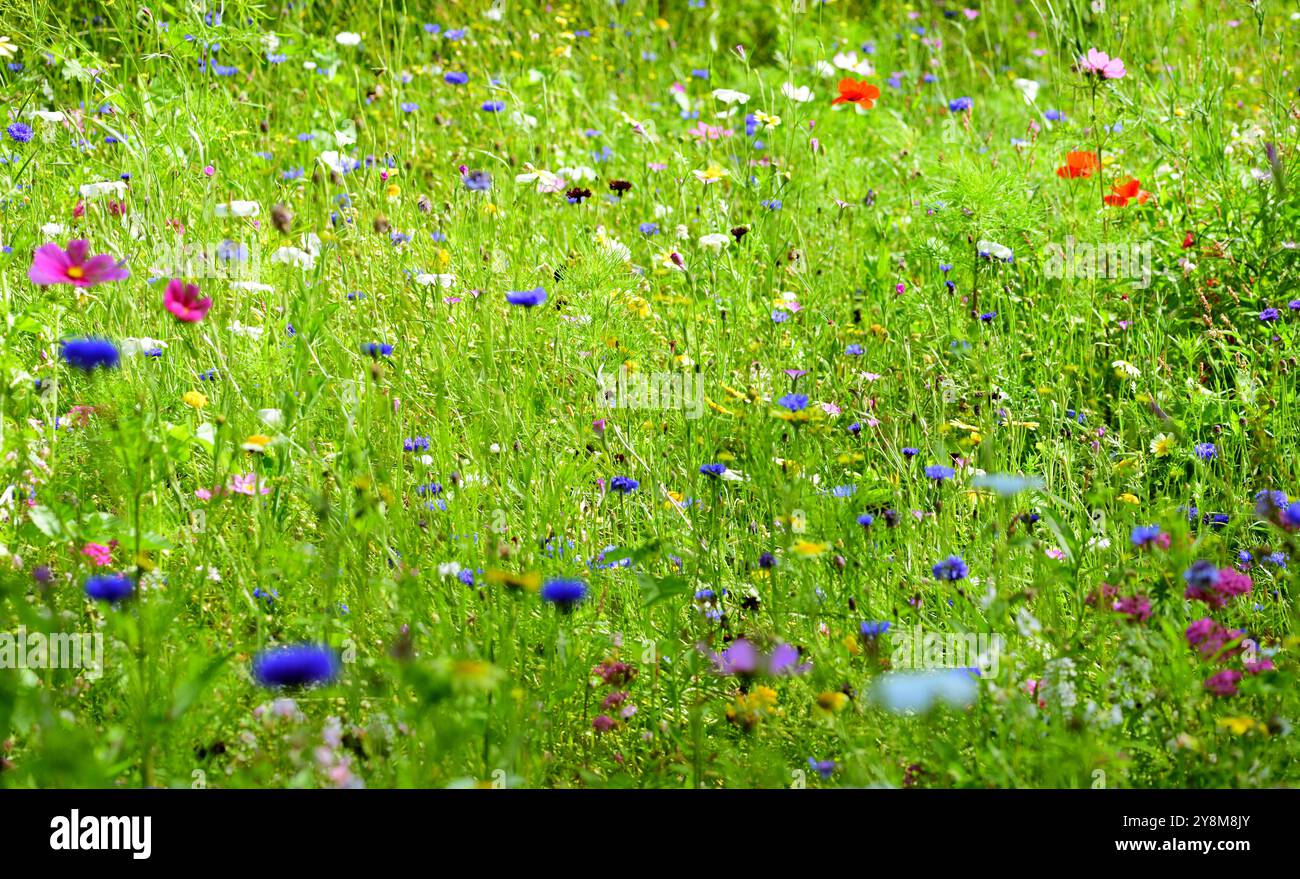 A wildflower display at Paignton Zoo Stock Photo - Alamy