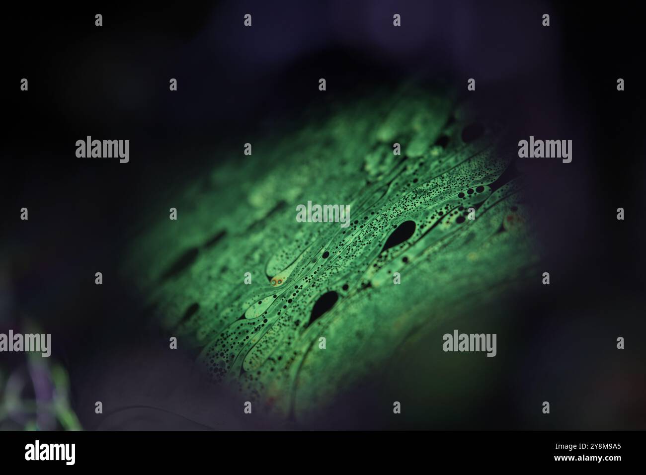 Animated abstract green black liquid hi-res stock photography and ...