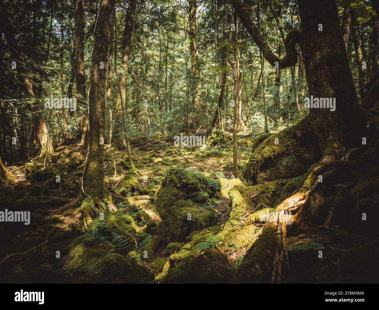 Aokigahara forest hi-res stock photography and images - Alamy