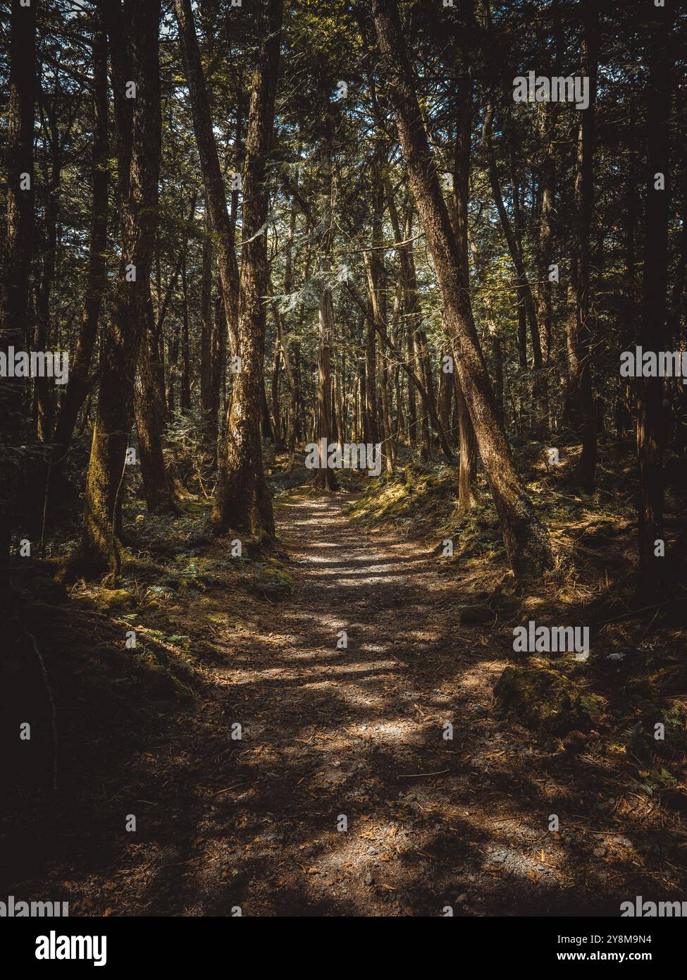 Aokigahara japan hi-res stock photography and images - Alamy