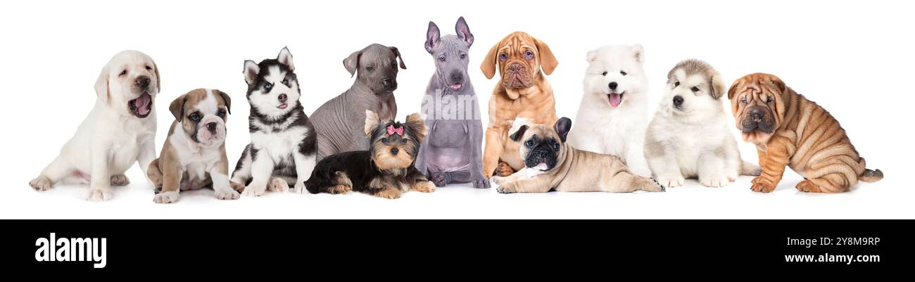 Group of dogs of different breeds hi-res stock photography and images ...