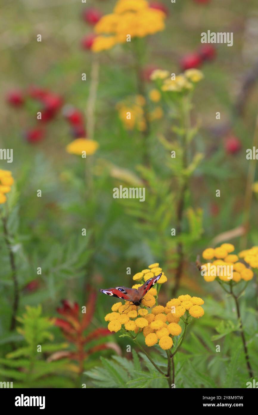 September butterfly hi-res stock photography and images - Alamy