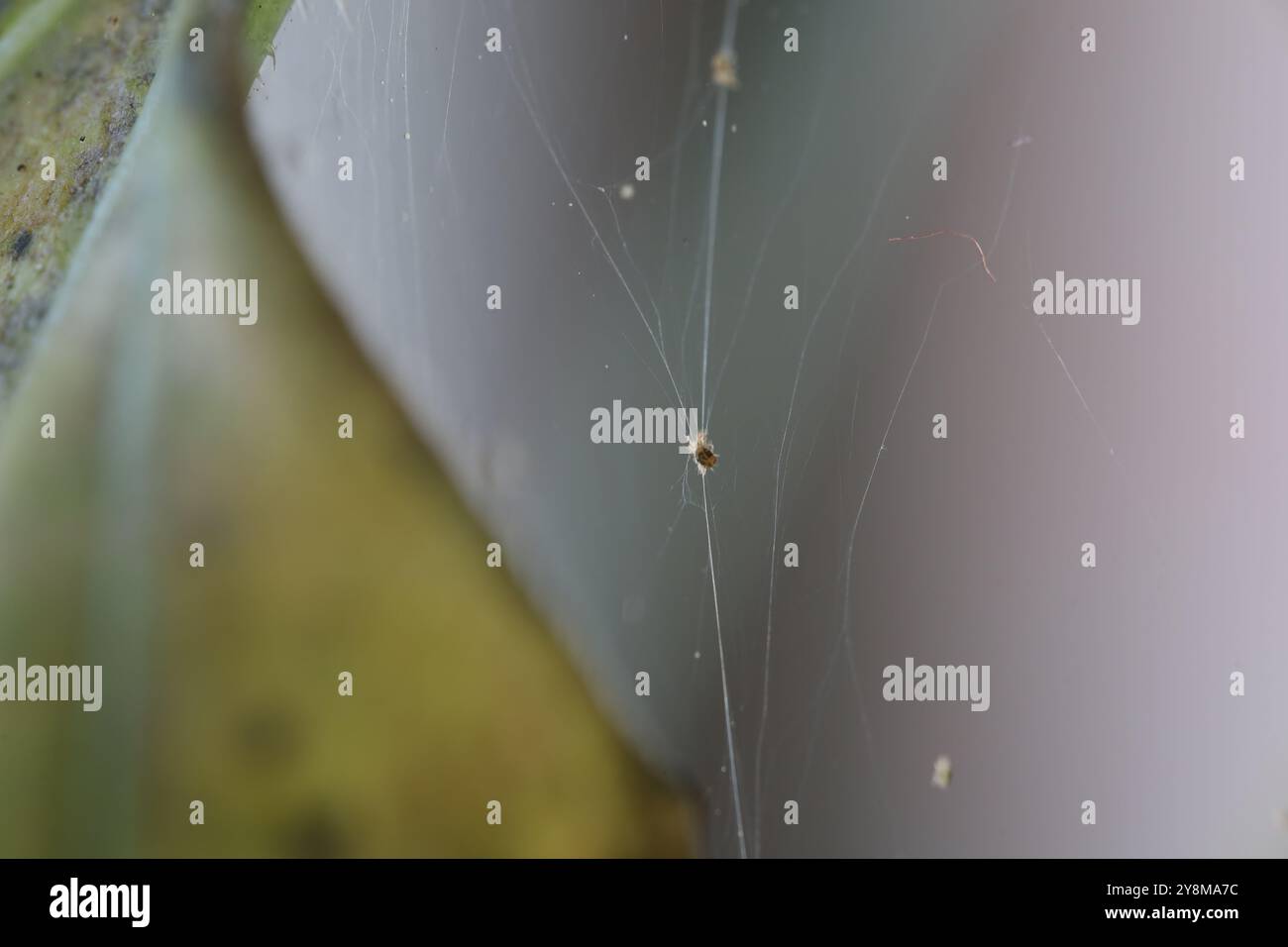 Aphids destroy green plant, cobwebs and many insect pests, Aphids eat ...