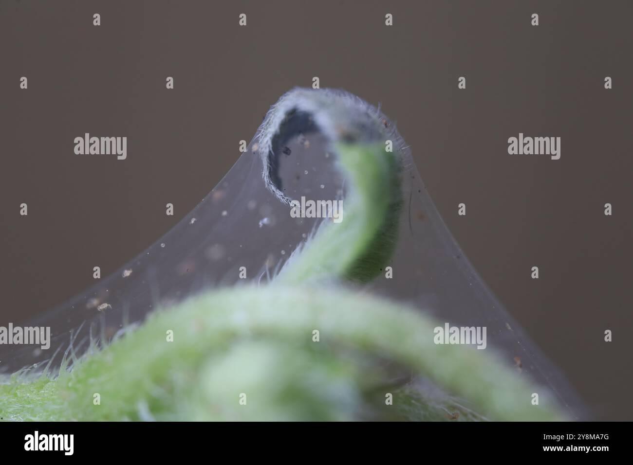 Aphids spider web leaf hi-res stock photography and images - Alamy