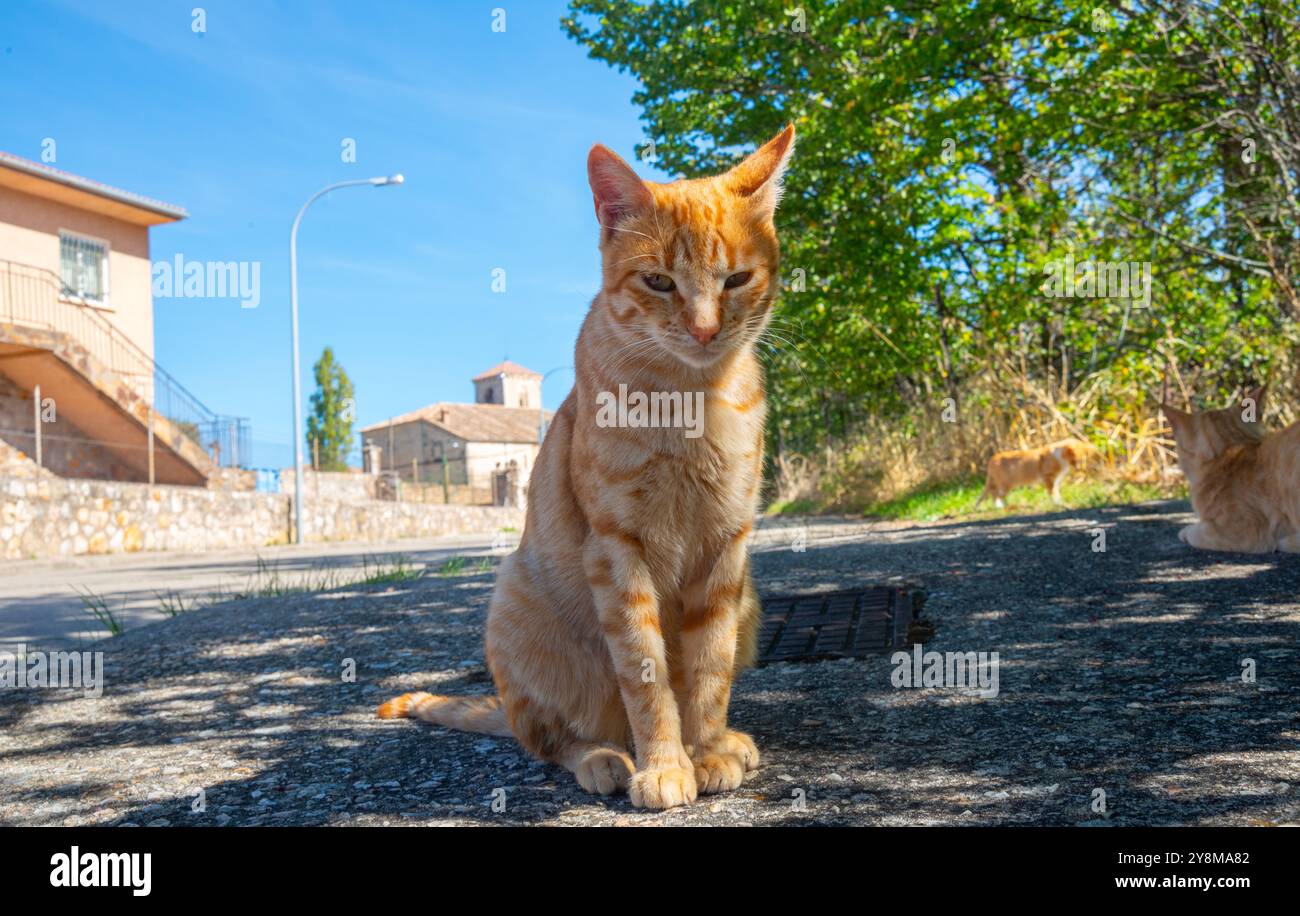 Orange tabby cat Stock Photo - Alamy