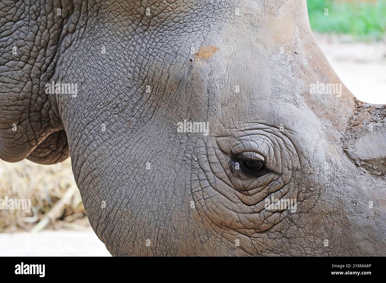 Closeup of a Beautiful Eye and Rough Skin Texture of White Southern ...