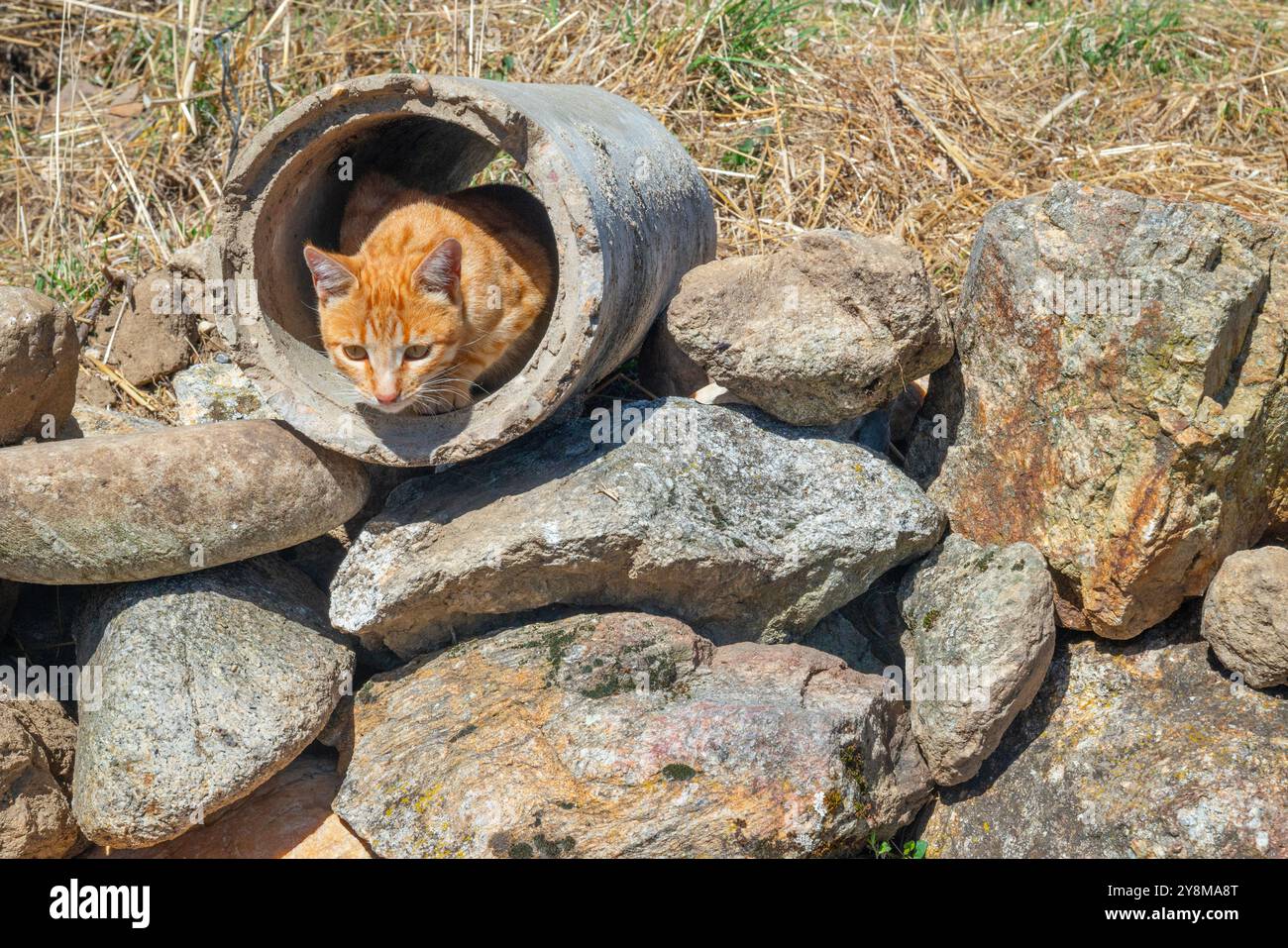Pipeline animals hi-res stock photography and images - Alamy