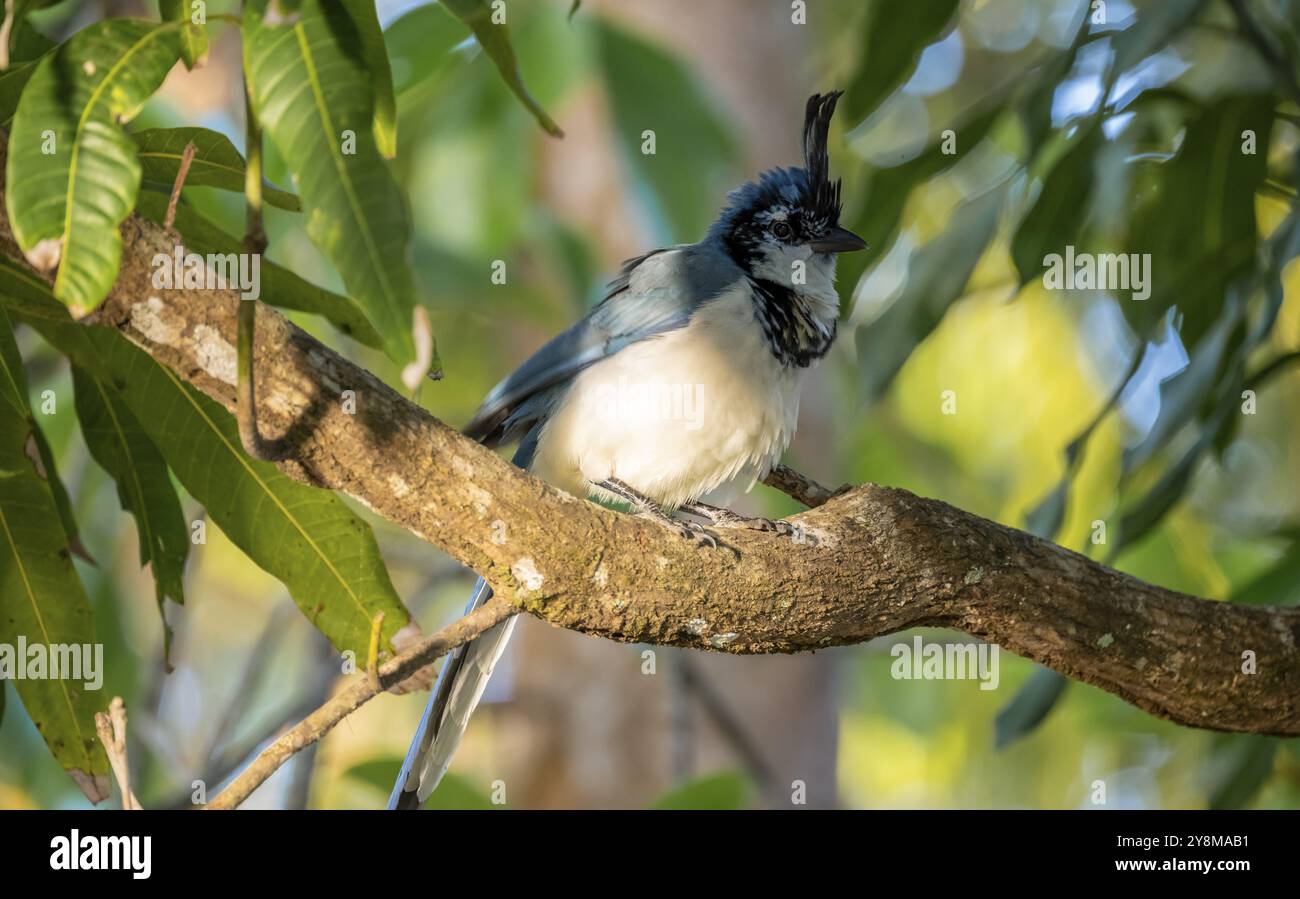 White-throated Magpie-Jay(Cyanocorax formosus) on branch, Costa Rica ...