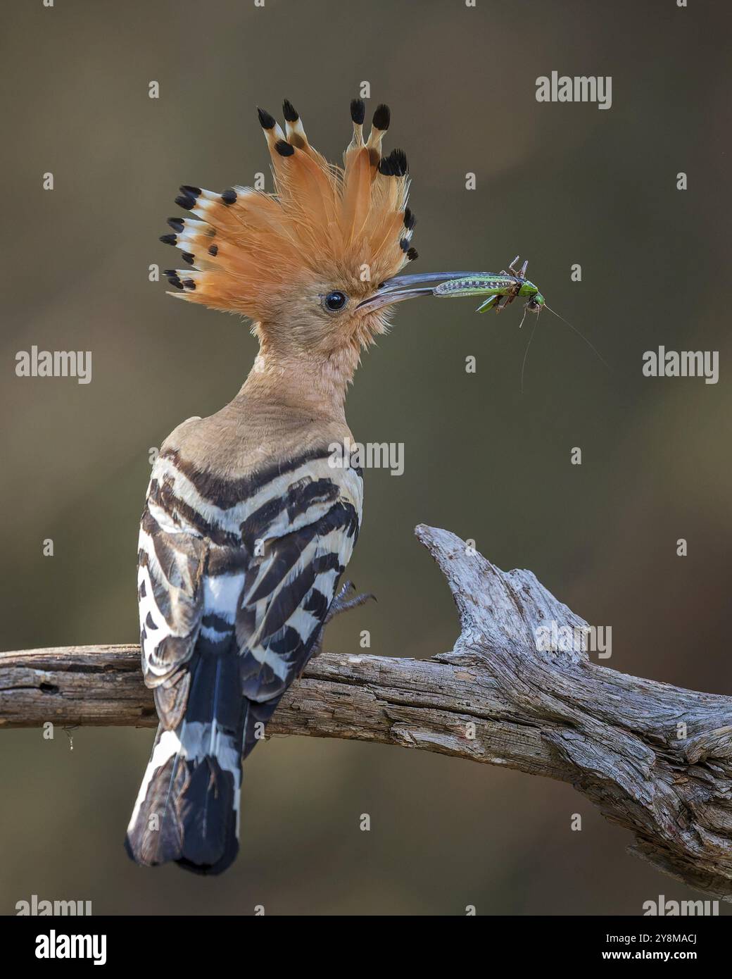 Hoopoe (Upupa epops) Bird of the Year 2022, male with grasshopper as ...