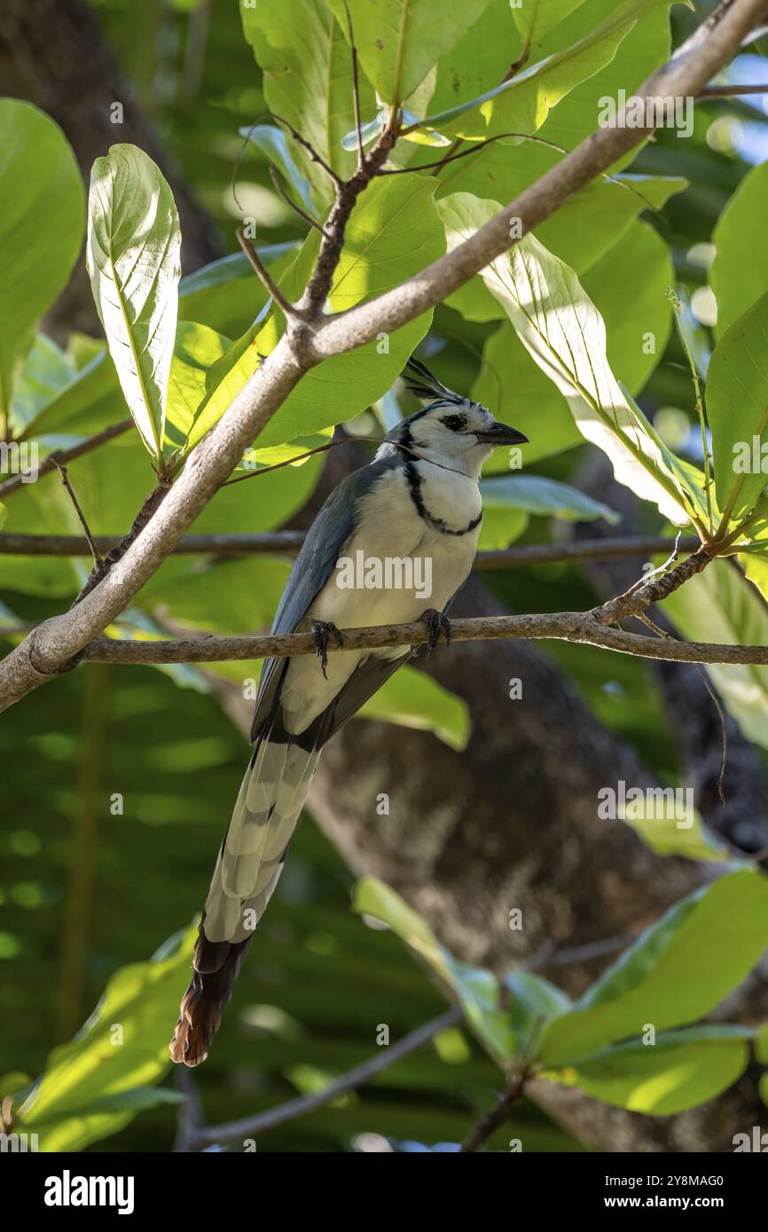 White-throated Magpie-Jay(Cyanocorax formosus) on branch, Costa Rica ...
