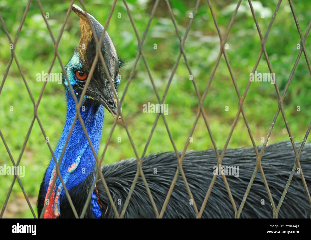 Closeup of an Exotic Southern Cassowary with a Helmet-like Casque on ...