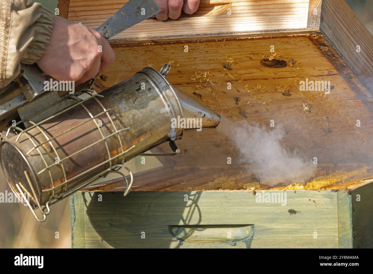 Western honey bee (Apis mellifera) fruit blossom, beekeeper, beekeeper ...