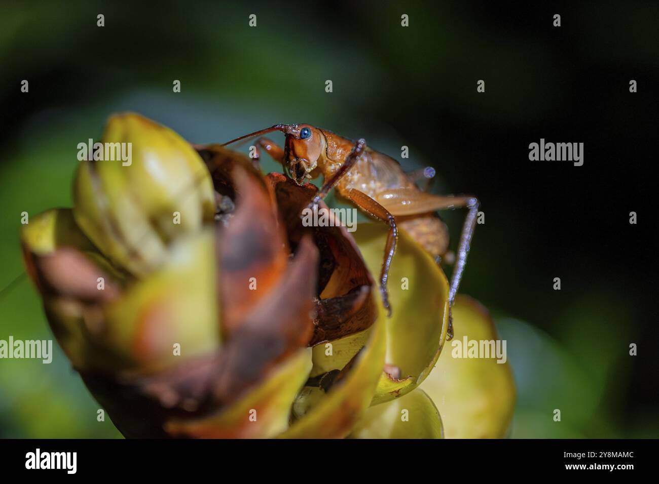 Brown locust on a flower, Costa Rica, Central America Stock Photo - Alamy