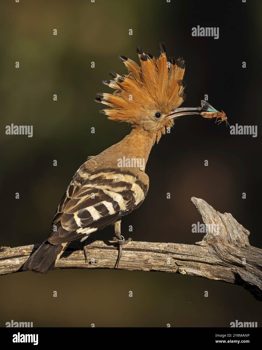 Hoopoe (Upupa epops) Bird of the Year 2022, male with Blue Band-winged ...