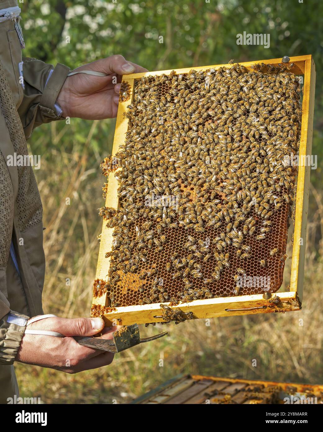 Western honey bee (Apis mellifera) fruit blossom, beekeeper, beekeeper ...