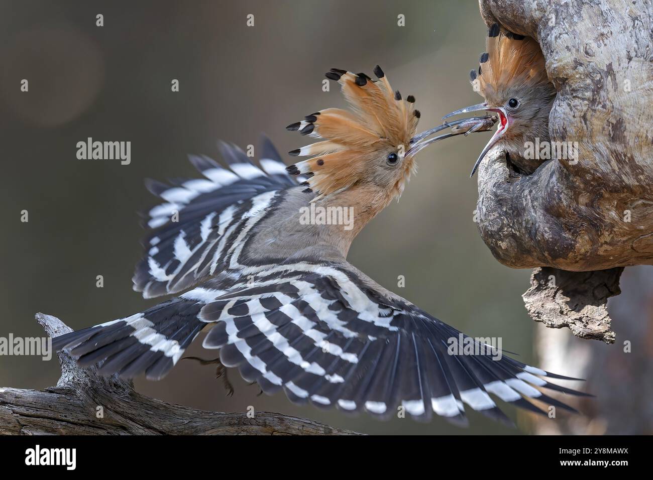 Hoopoe (Upupa epops) Bird of the Year 2022, male with grasshopper as ...