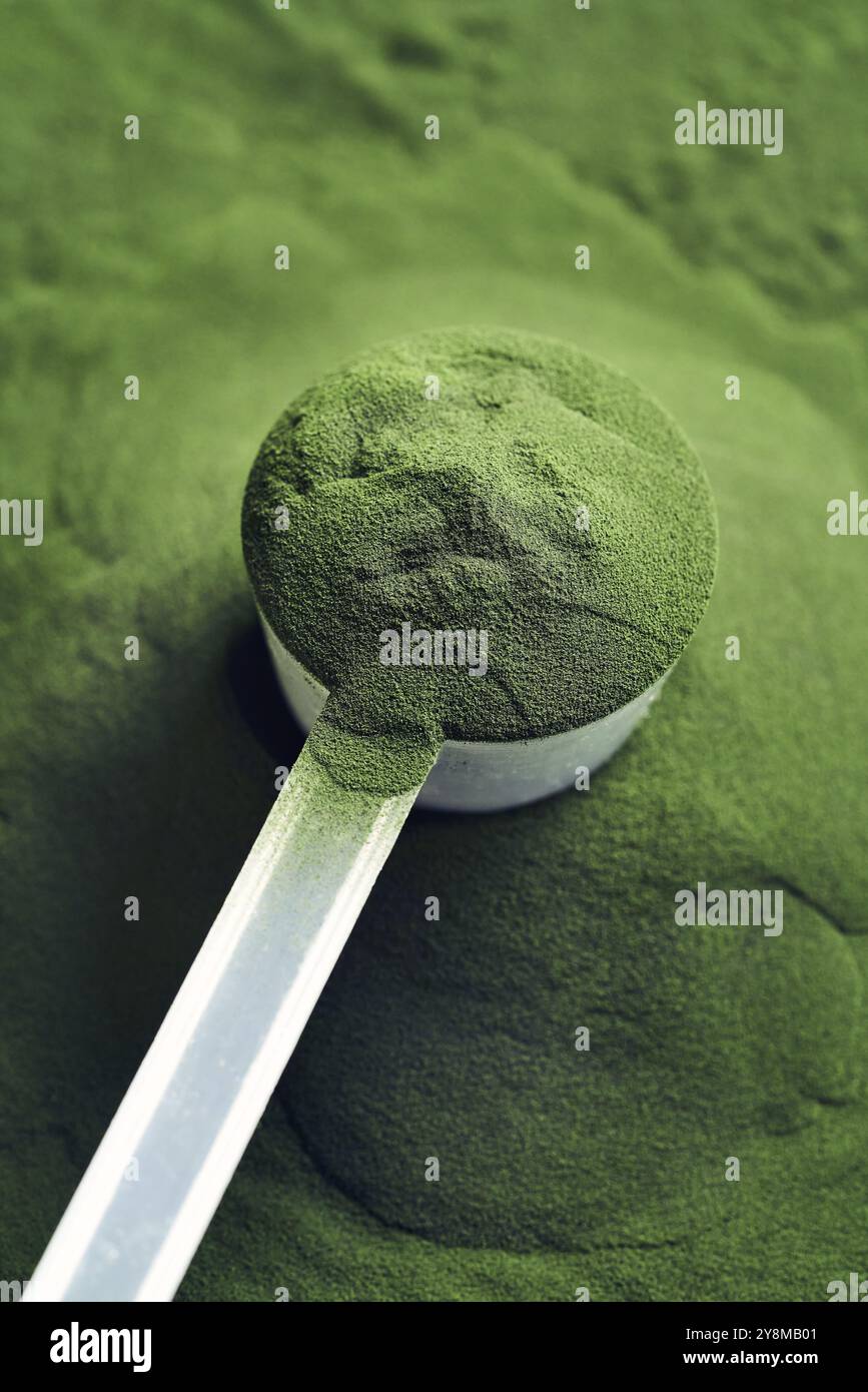 Green chlorella algae powder in a plastic measuring spoon. Healthy ...