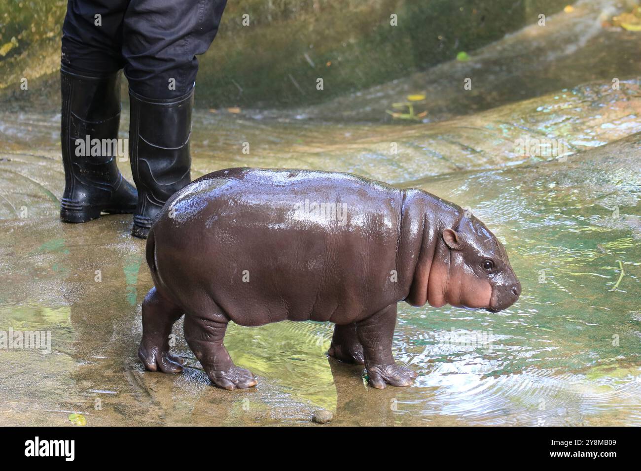 Nearly 3 months old adorable baby Pygmy Hippo compared to human Stock ...
